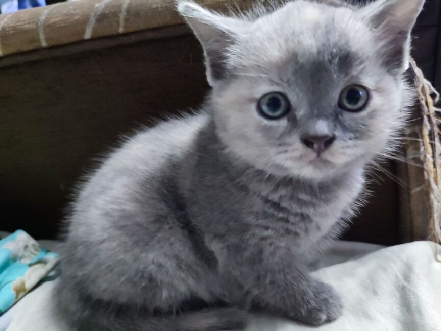 Котята от британской кошки