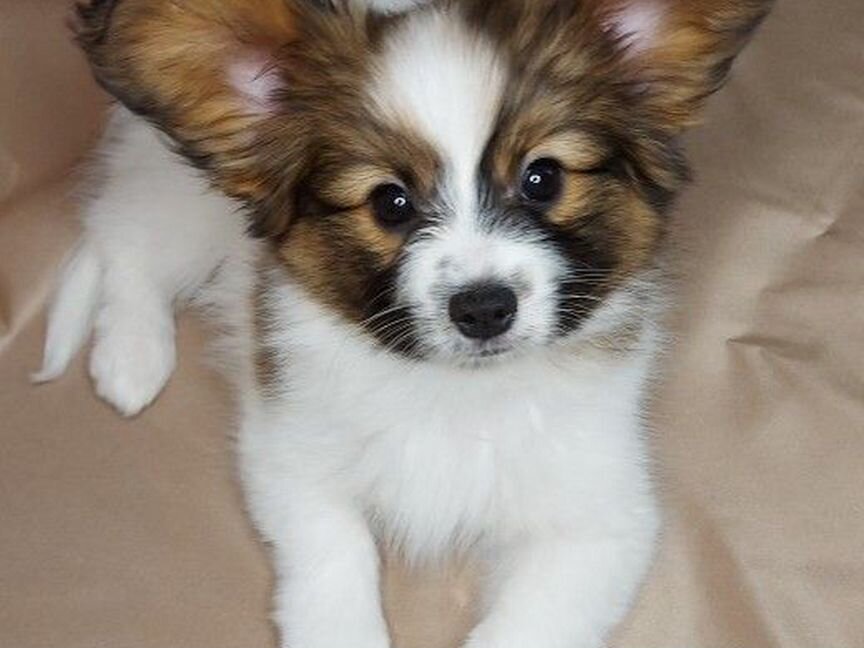 Щенки папийона