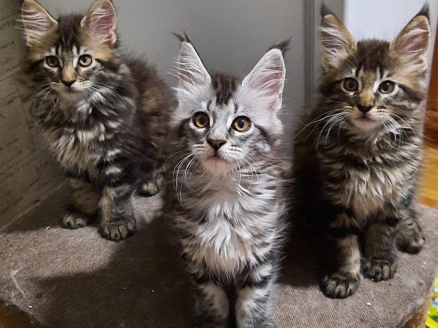 Котята мейн-кун