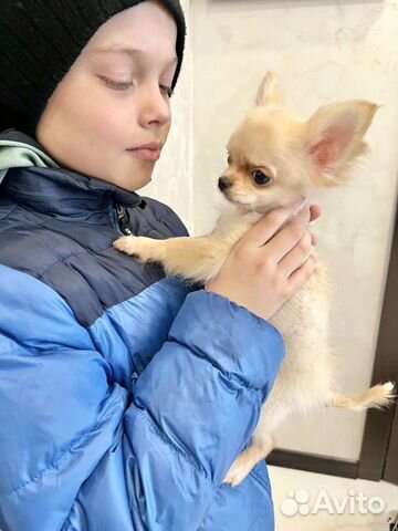 Щенки чихуахуа большой выбор