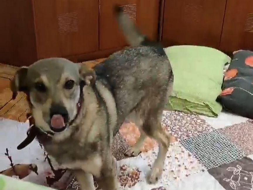 Собака в добрые руки