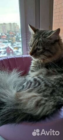 Сибирский котенок мальчик Элвис 5мес табби привит