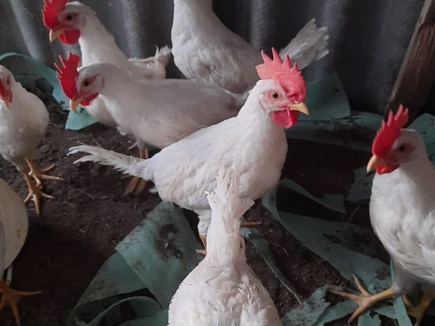 Петушки супер ник, адлерский, голошейка