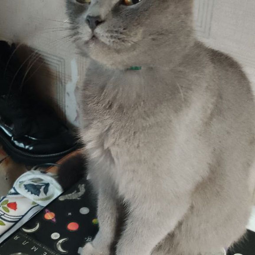 Котята помест британки и бенгала