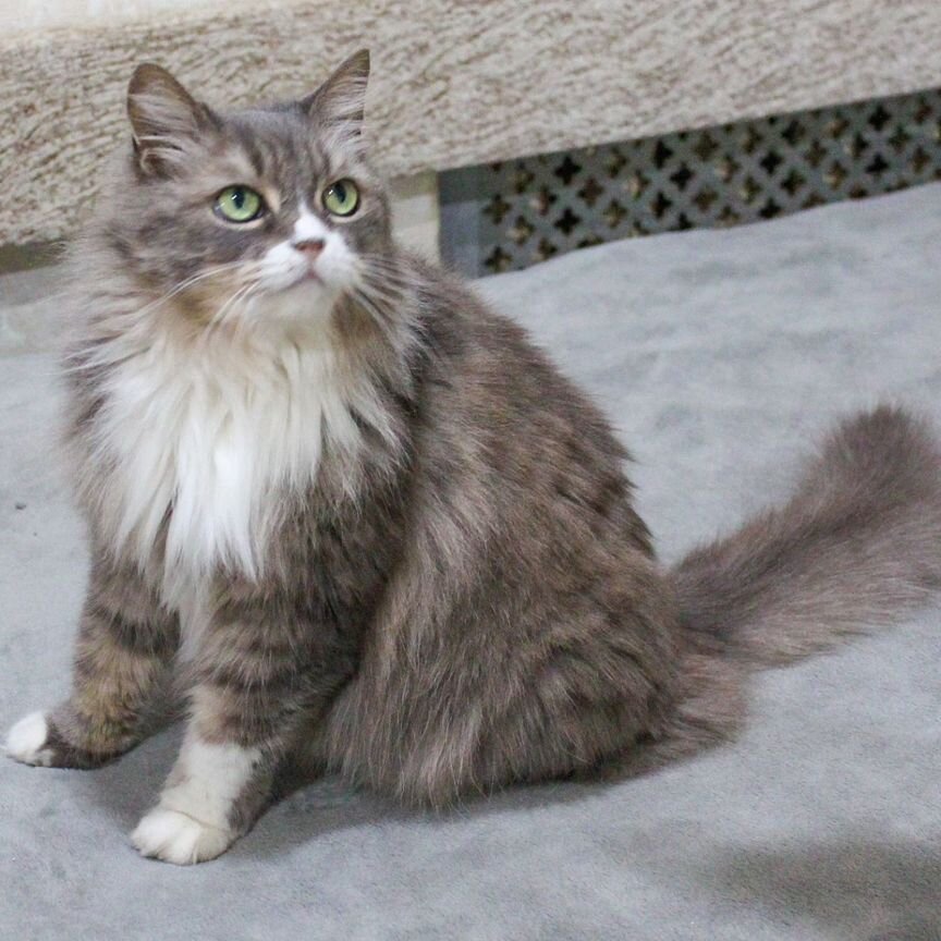 Кошечка Ася ищет добрые ручки