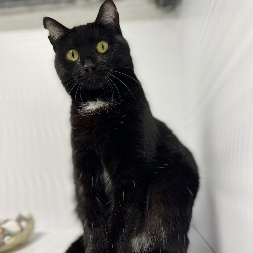 Кошка в добрые руки