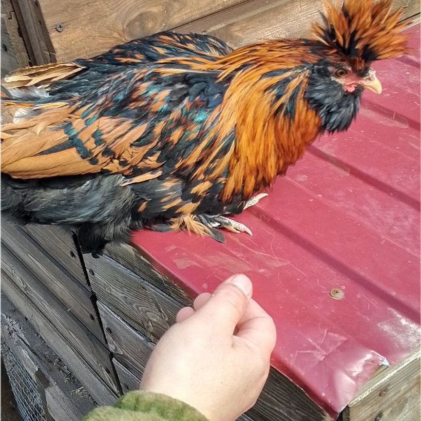 Петух Павловский