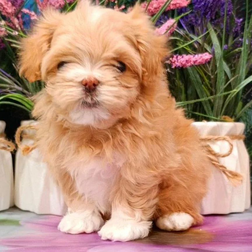 Мальтипу, щенок