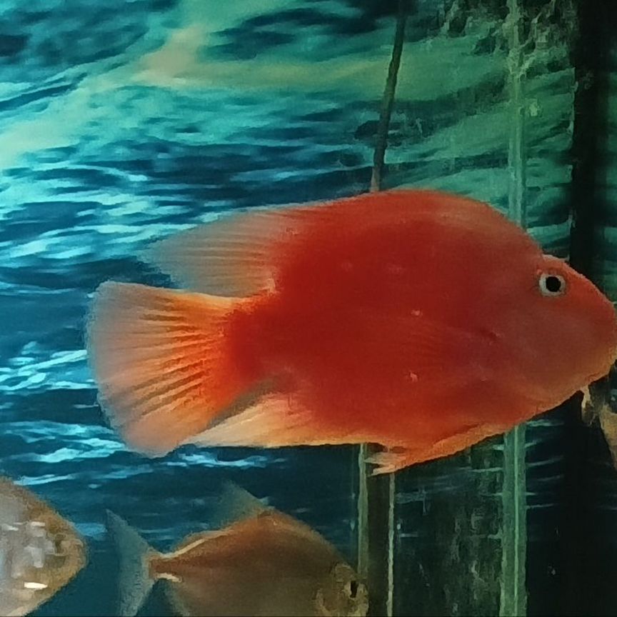 Рыба Попугай красный