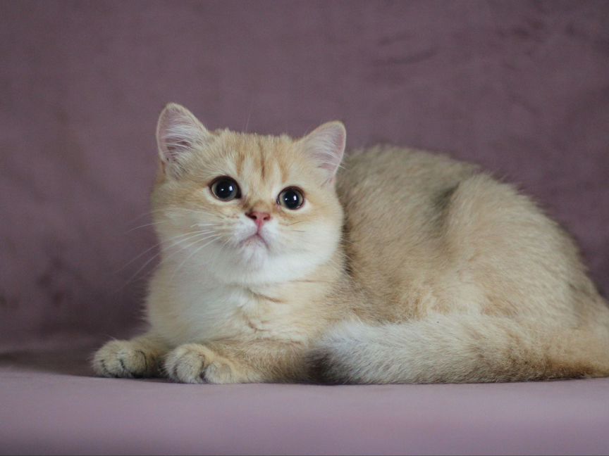 Шикарные британские котята