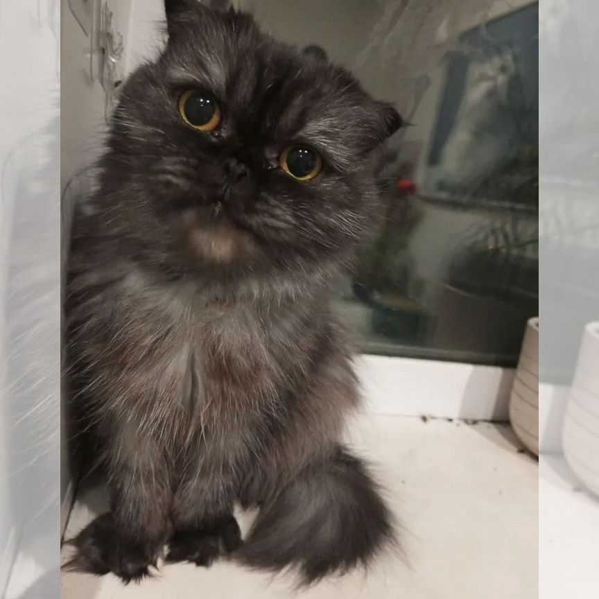 Кошка Кира 2 года