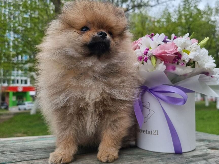 Померанский шпиц