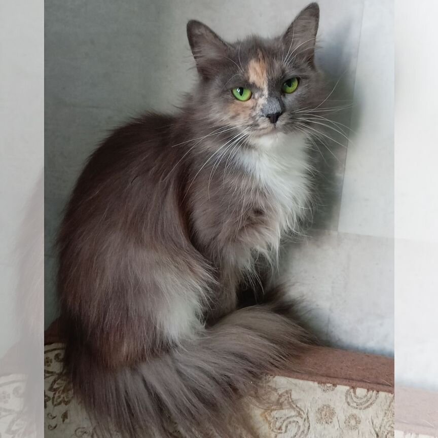 Кошка Соня 10 мес