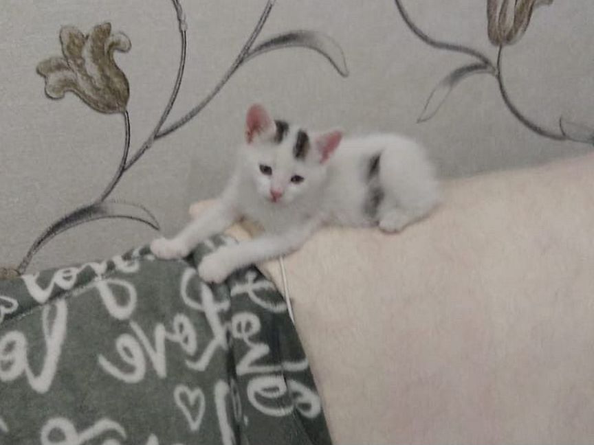 Котенок погибнет на морозе и от голода