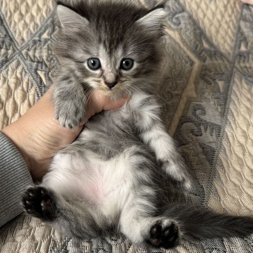 Шотланский хайленд страйт