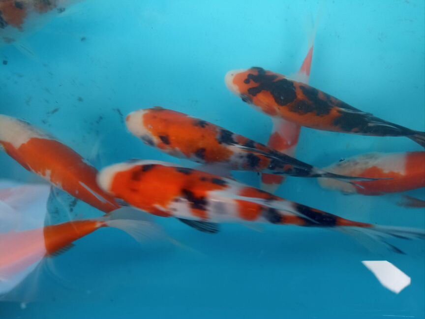 Рыба Карп-Кои Премиум