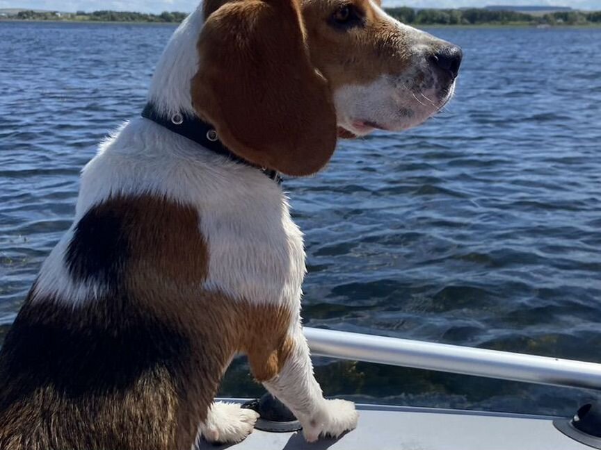 Собака породы бигль