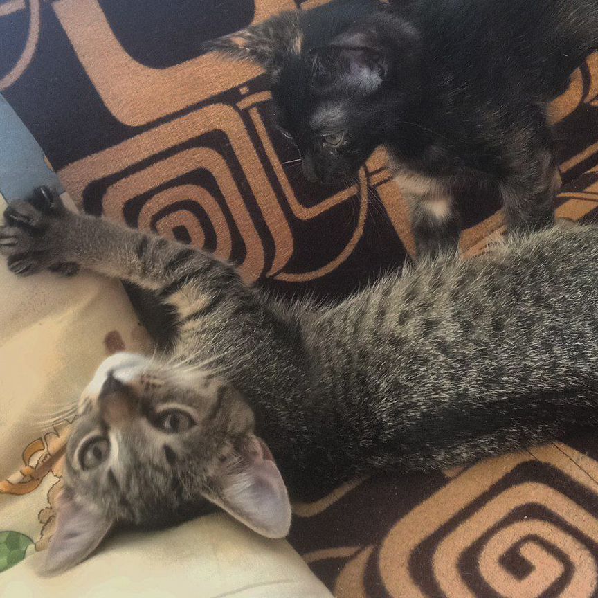 Котята в добрые руки бесплатно