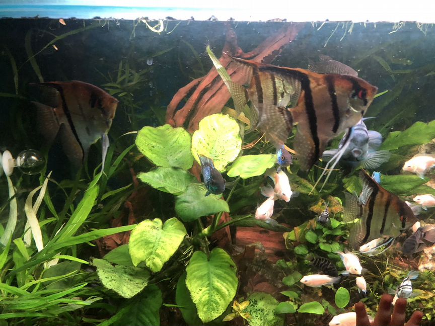 Стая скалярий 4 штуки за стаю