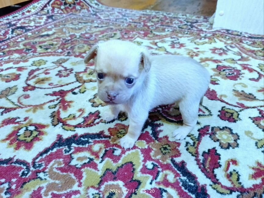 Мини той-терьер щенки