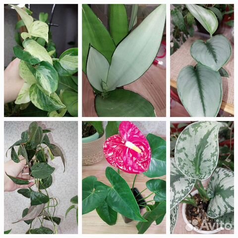 Сциндапсус мунлайт, марбл эпл, антуриум купить в Санкт-Петербурге ...