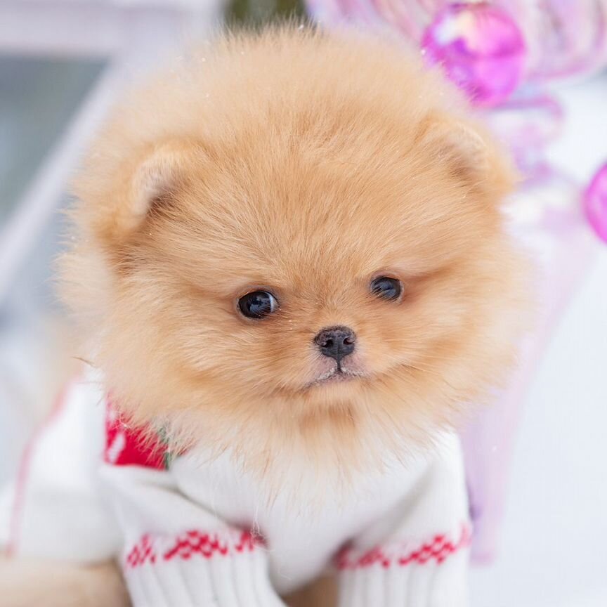 Померанский шпиц, щенок