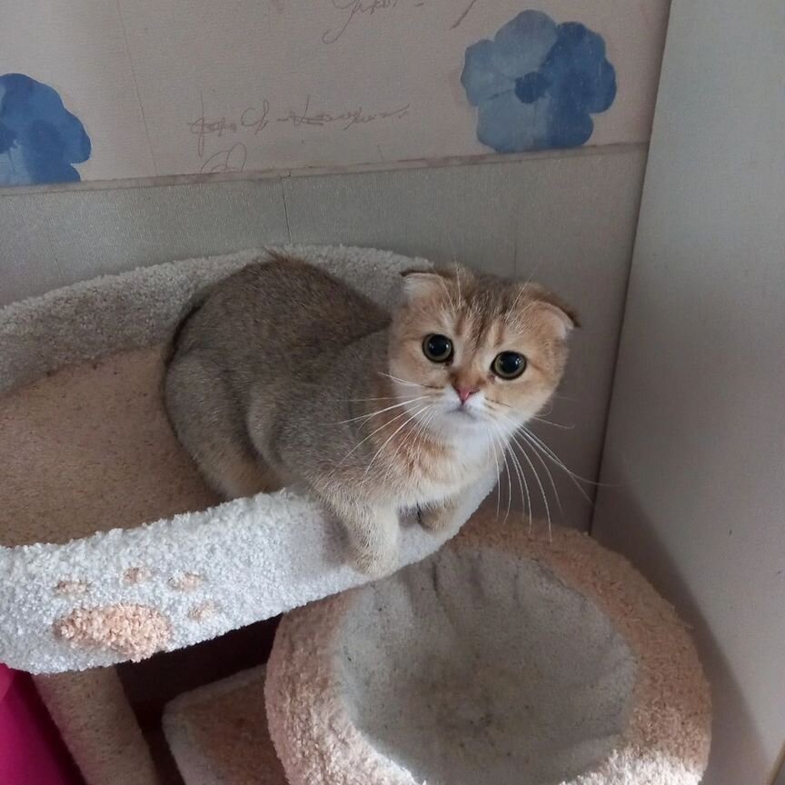 Котята золотая шиншилла