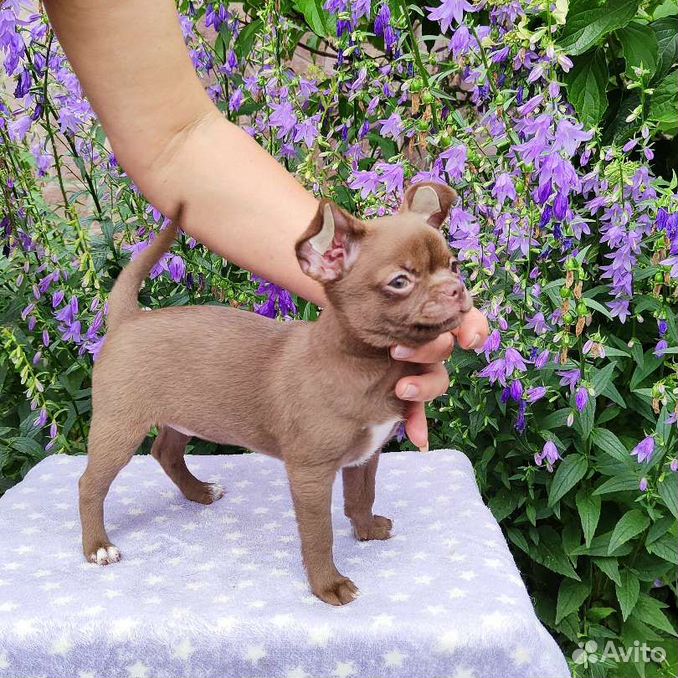 Две чихуашки шоколадка и Изабелла