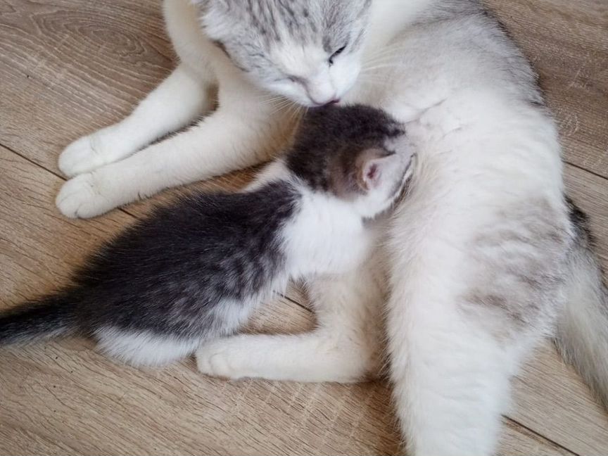 Кошка
