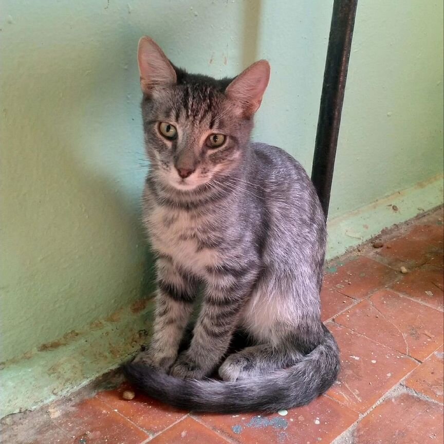 Котенок в добрую семью