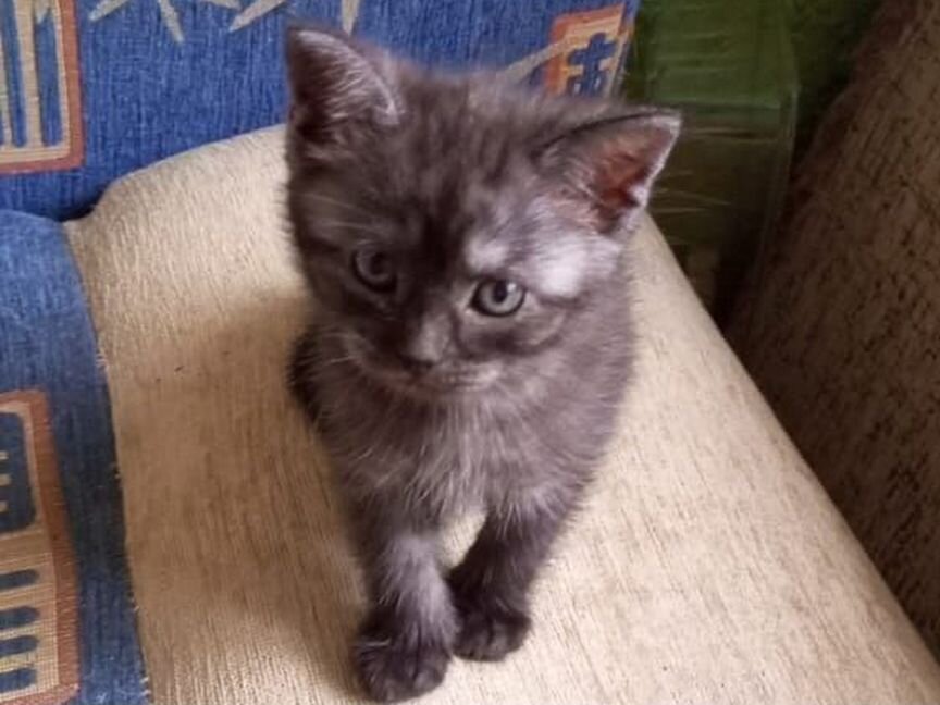 Котята британская смесь