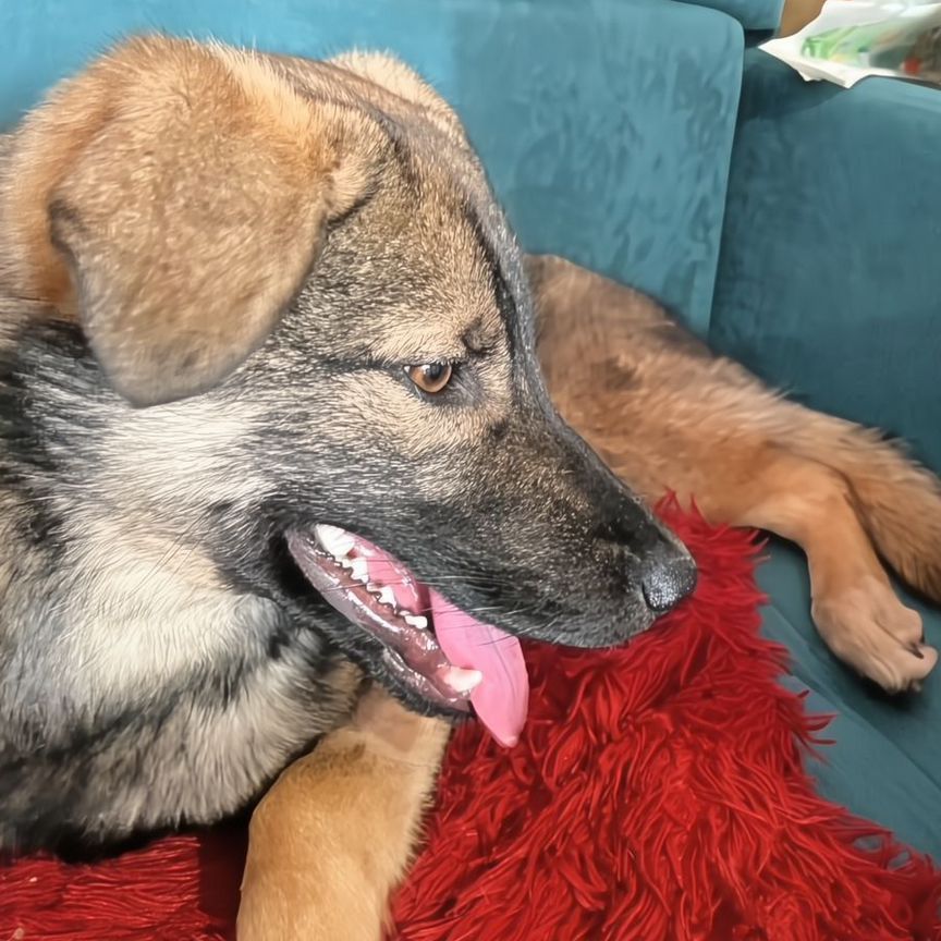 Лайка, щенок