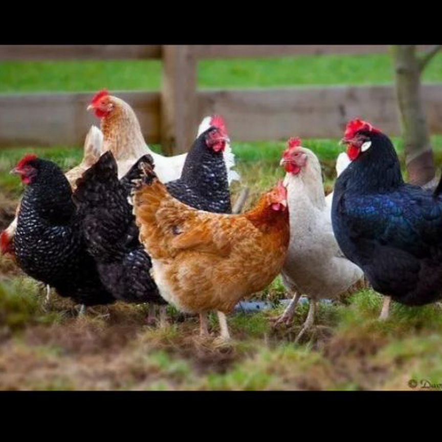 Курица несушка