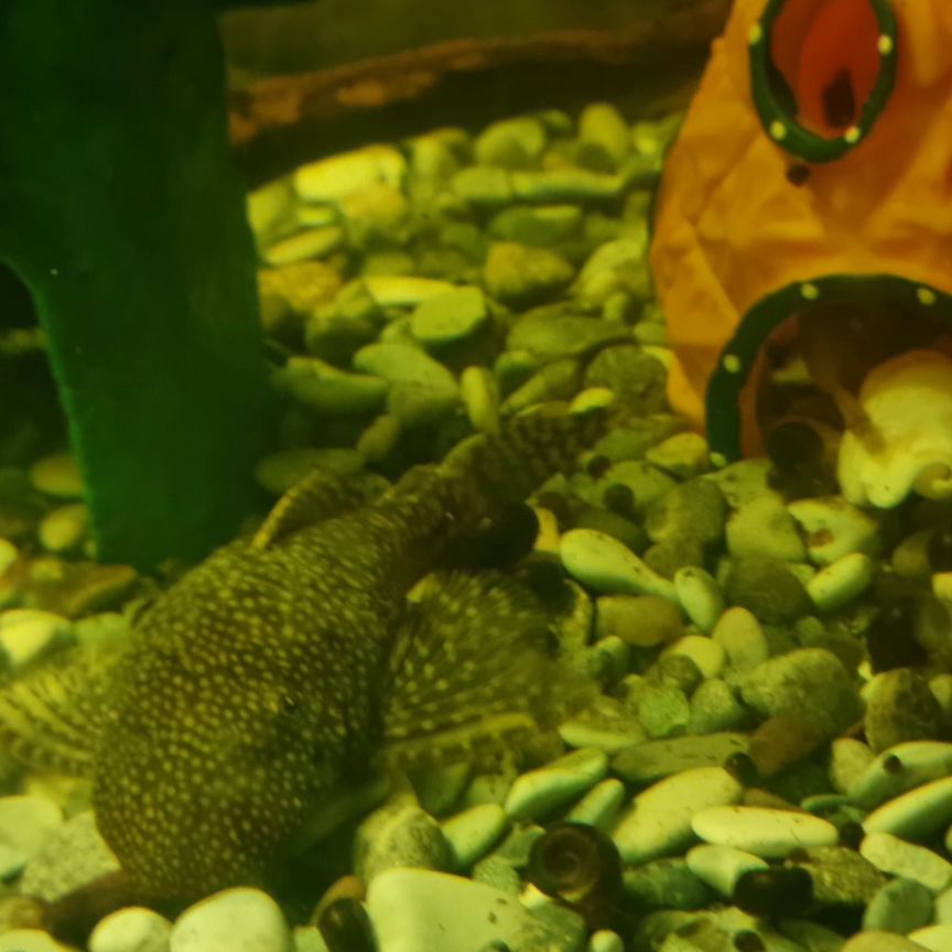 Анциструс псих