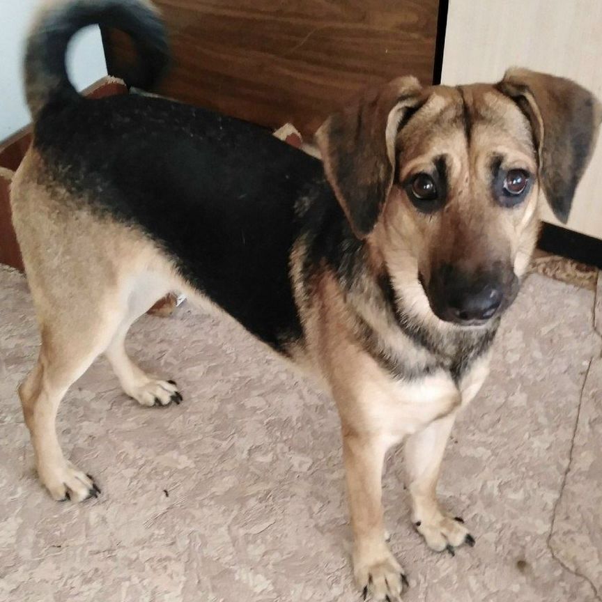 Щенок в добрые руки