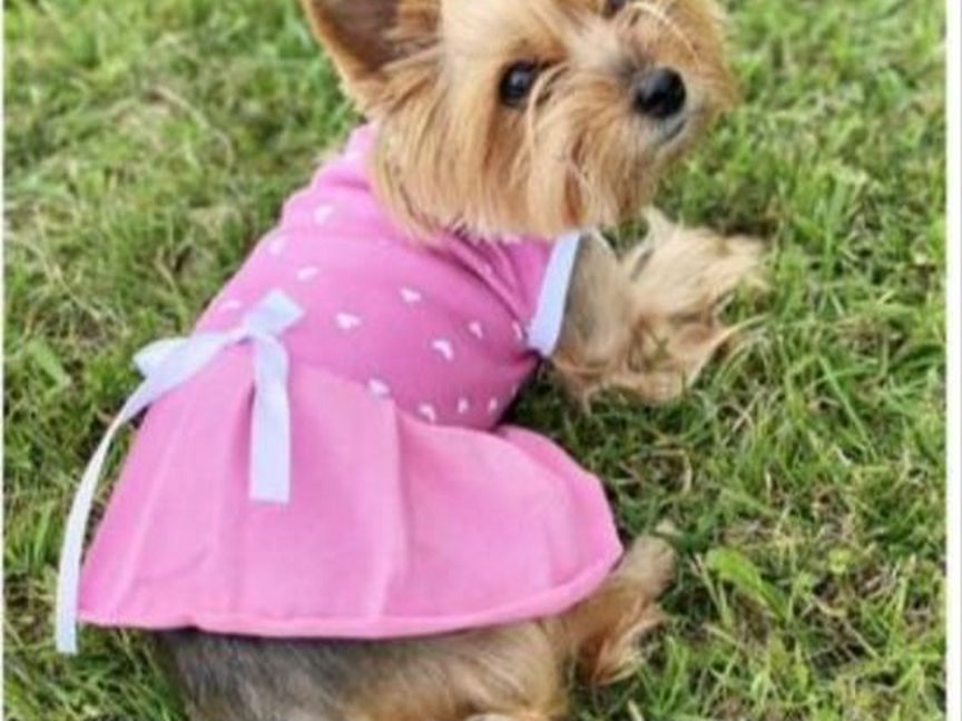 Платье и носочки для животных