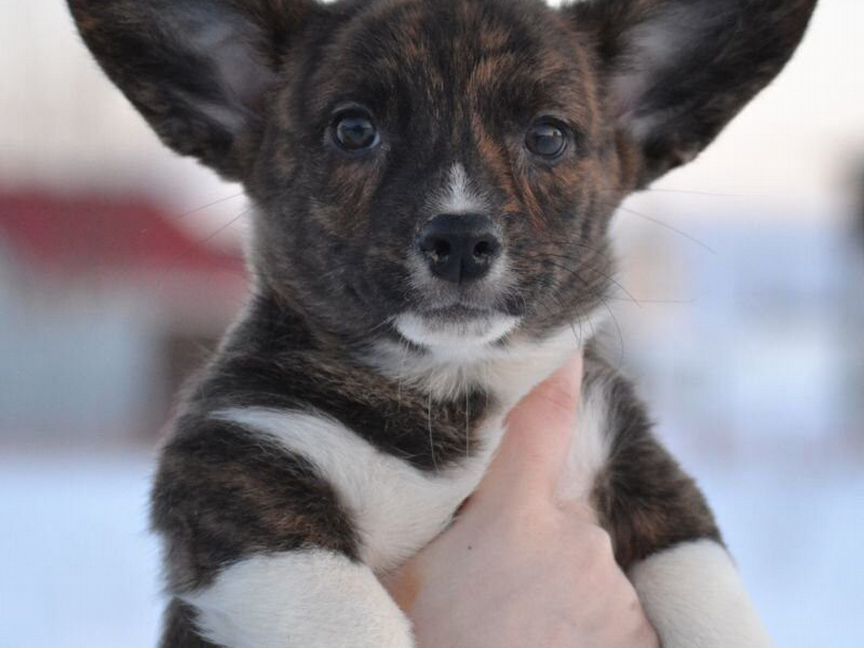 Собаки щенки корги