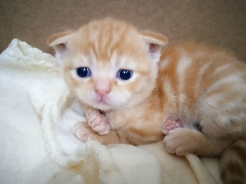 Котик мальчик Шотландский вислоухий