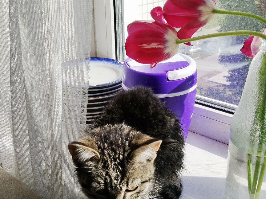 Котенок