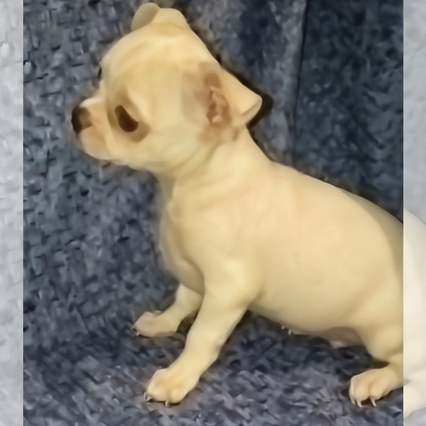 Чихуахуа, щенок