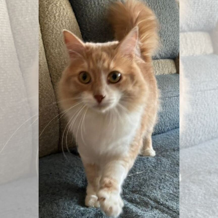 Взрослый кот в добрые руки