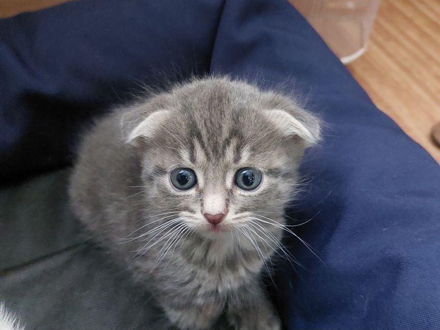 Девочка от шотландки готова к новому дому