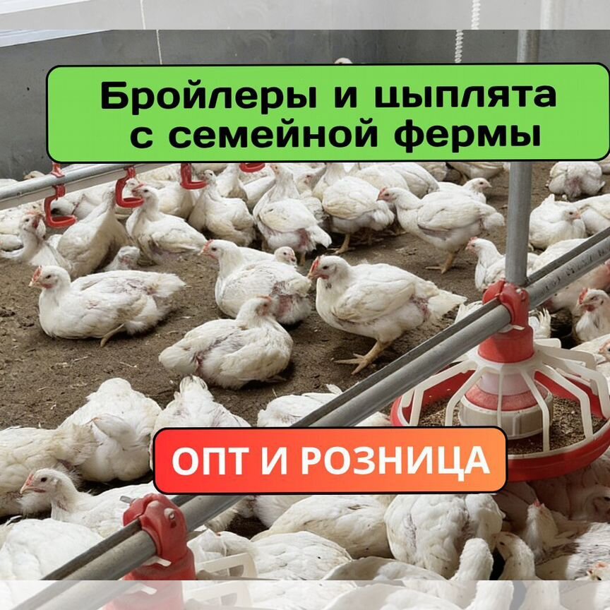 Бройлер, домашний бройлер, живой вес