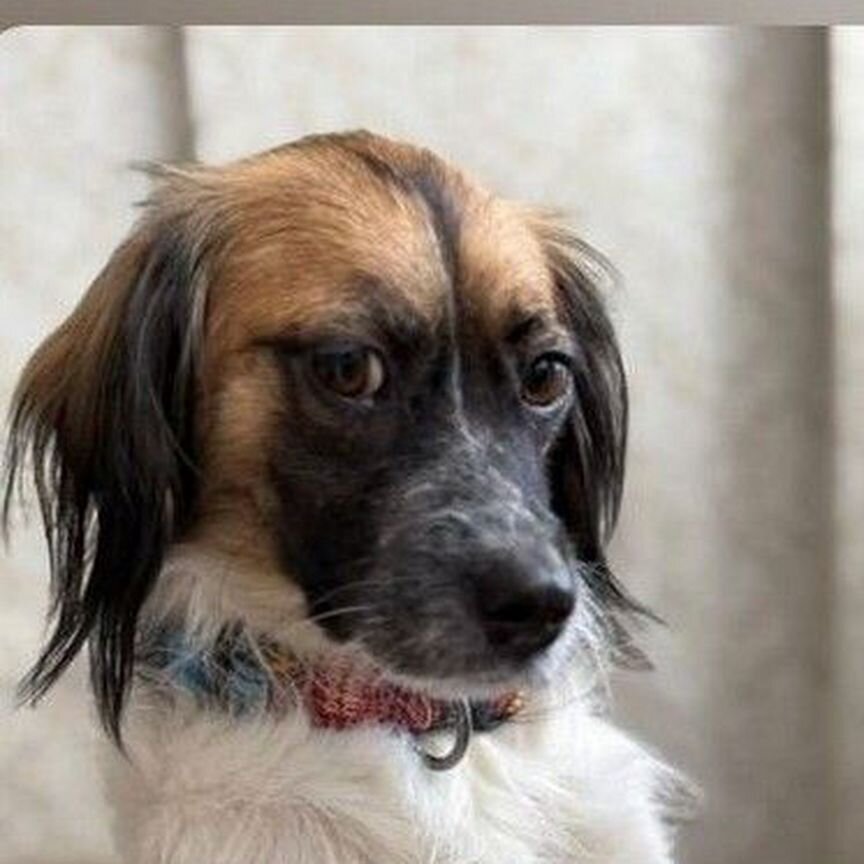 Миниатюрная Ева, 8 кг., ищет семью