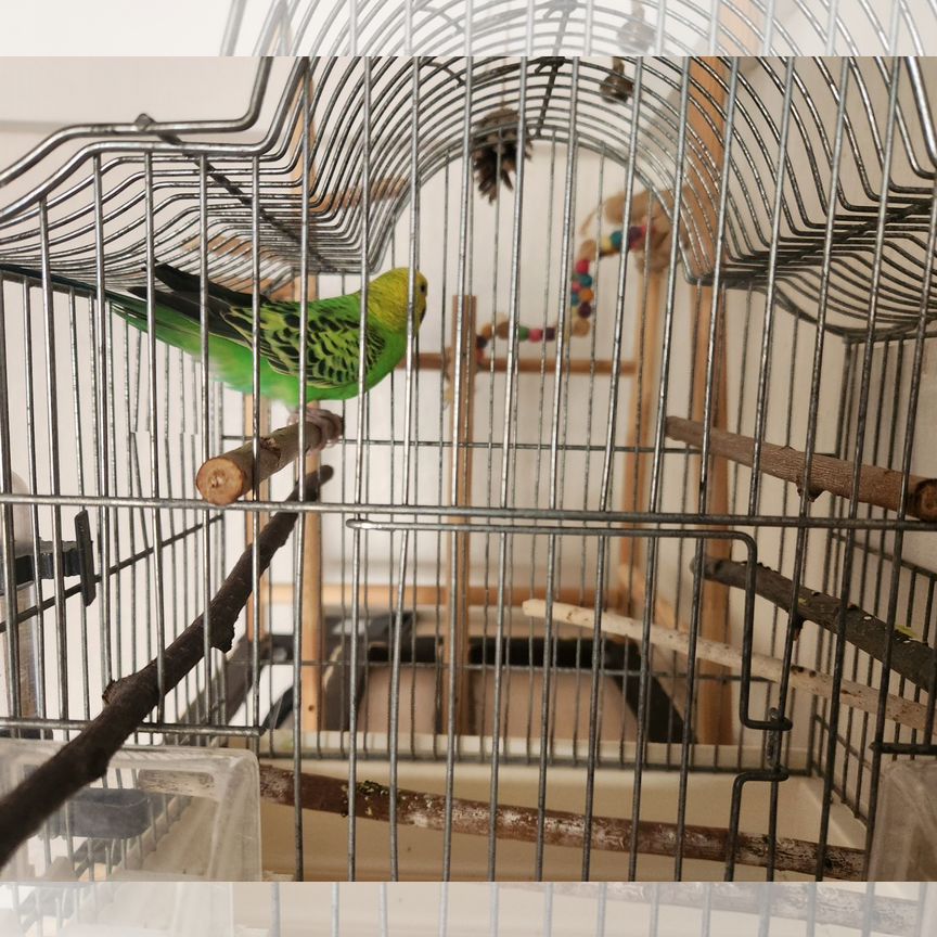 Волнистый попугай самец