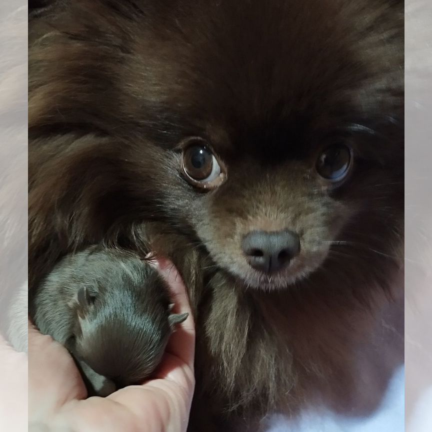 Померанский шпиц, щенок