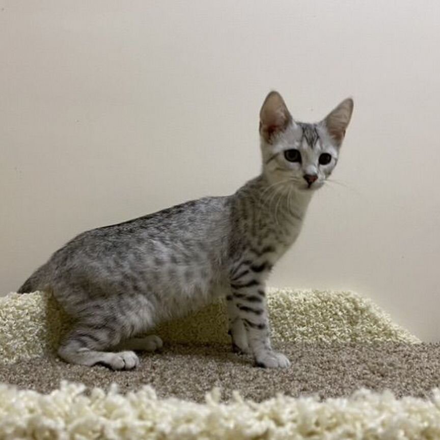 Египетская мау котик Версаль