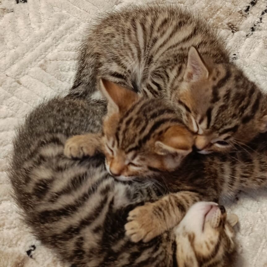 Бенгальская кошка