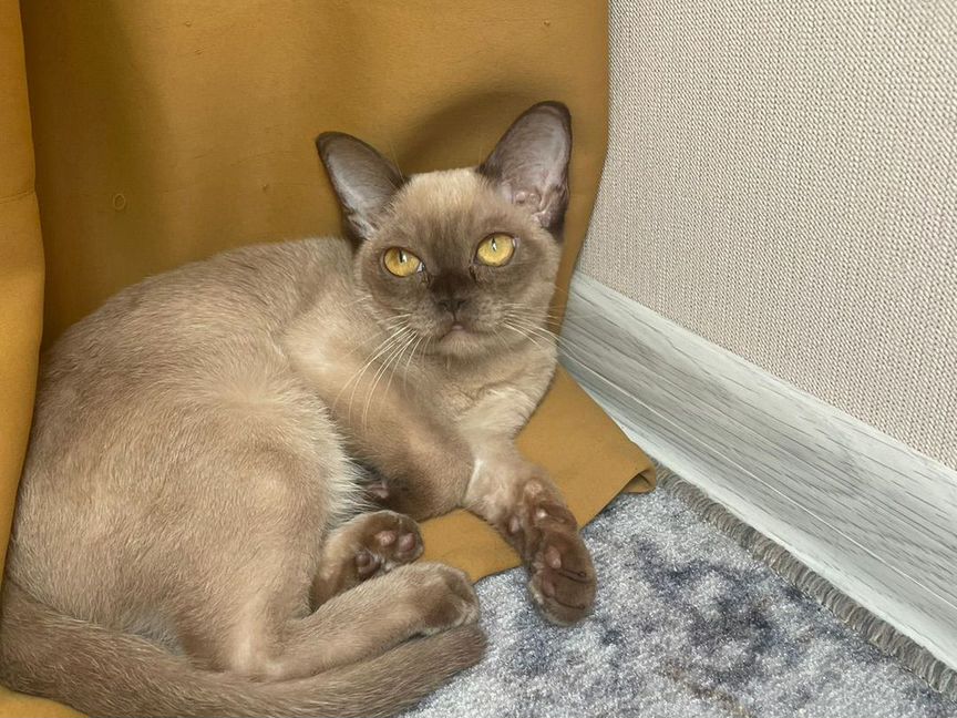 Бурманская кошка