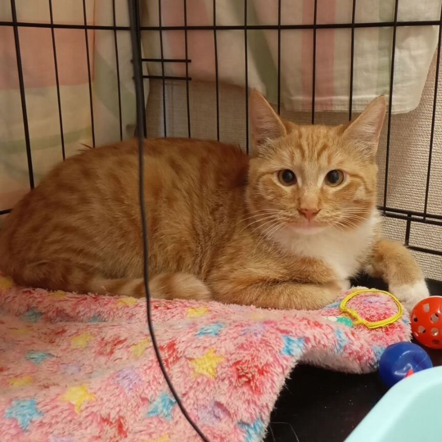 Отдам котика в добрые руки